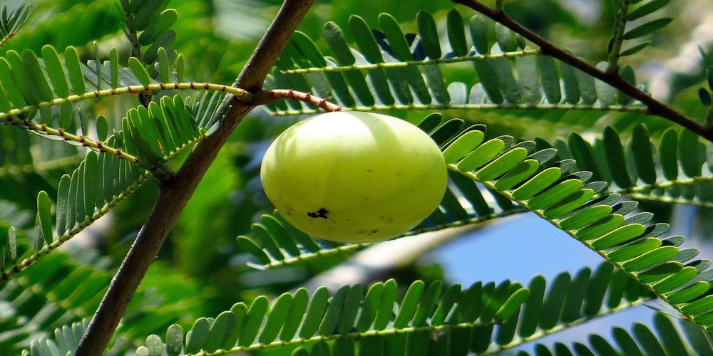 amalaki fruits
